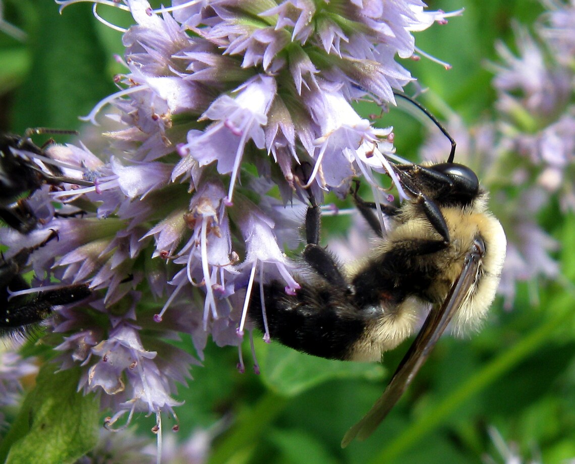 Agastache Aurantiaca Fragrant Carpet Color Mix Seed - Etsy