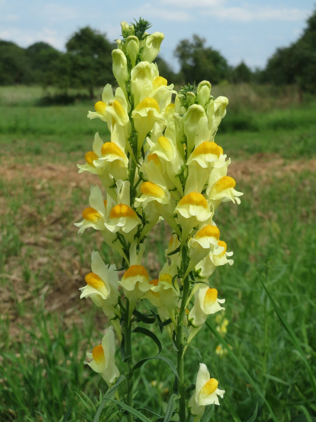 Linaria Vulgaris – Butter & Eggs Seed - Etsy
