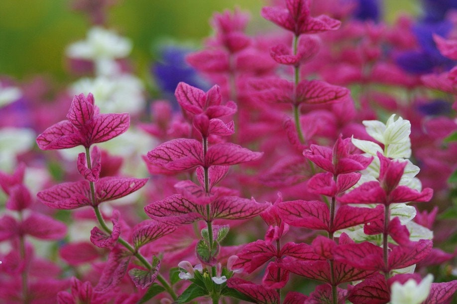 Salvia Horminum - Pink Sunday Seed - Etsy