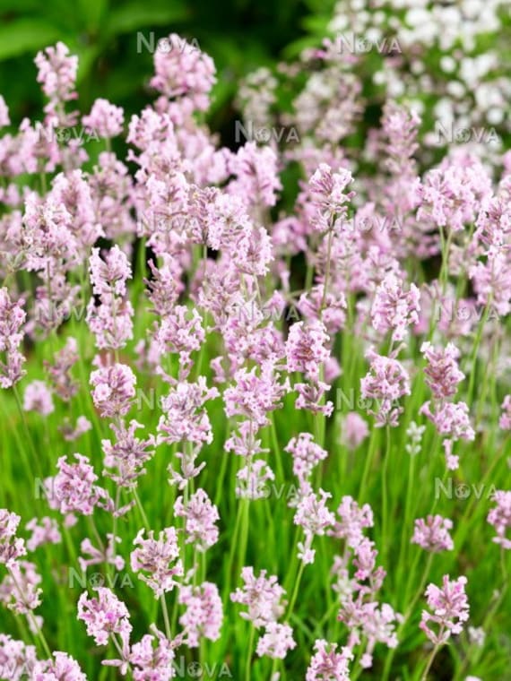 Lavandula Angustifolia Jean Davis