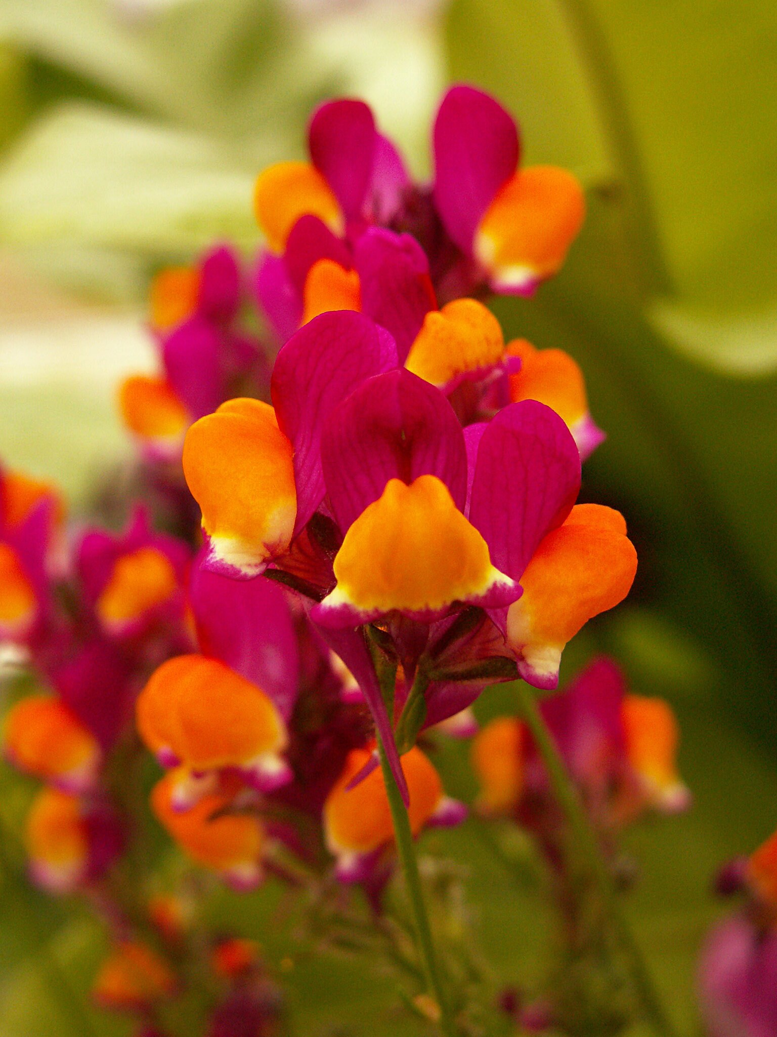 Linaria Reticulata Spanish Dancer Seed 75 Cent Shipping on - Etsy