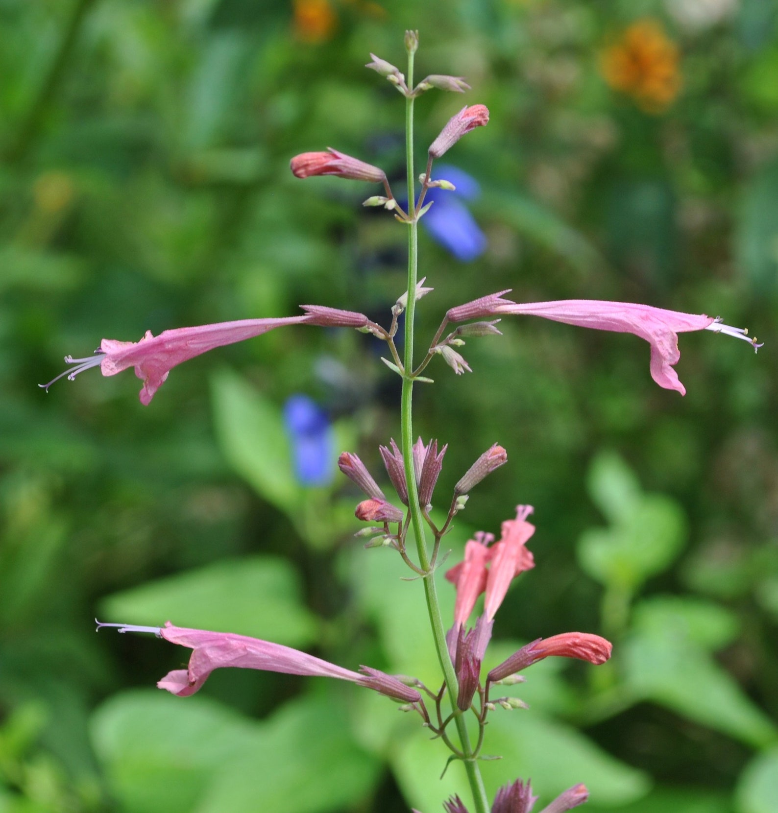 Agastache Aurantiaca Fragrant Carpet Color Mix Seed - Etsy