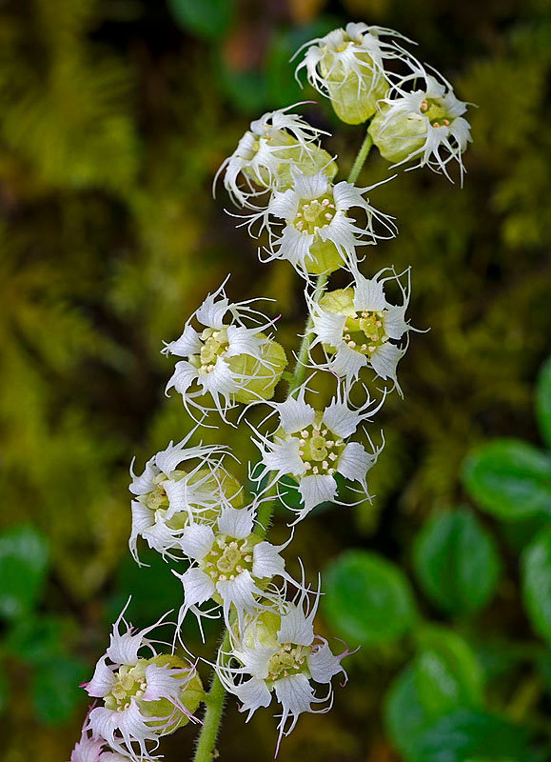 Tellima Grandiflora -bigflower Tellima Seed - Etsy