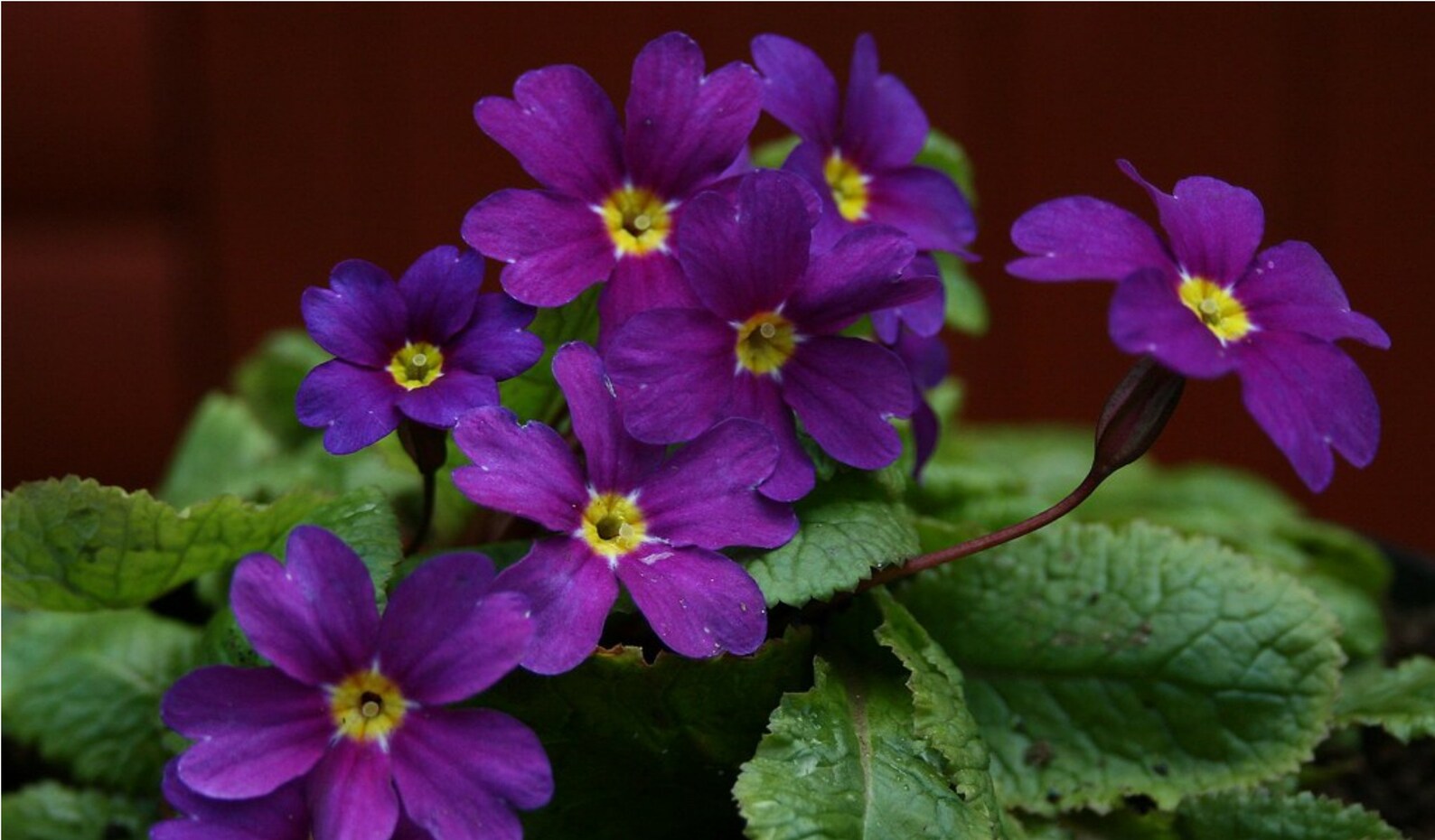 Primula Wanda Hybrid Wanda Mixed Colors Seed - Etsy