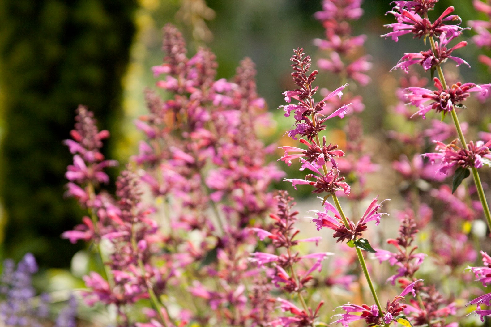 Agastache Aurantiaca Fragrant Carpet Color Mix Seed - Etsy