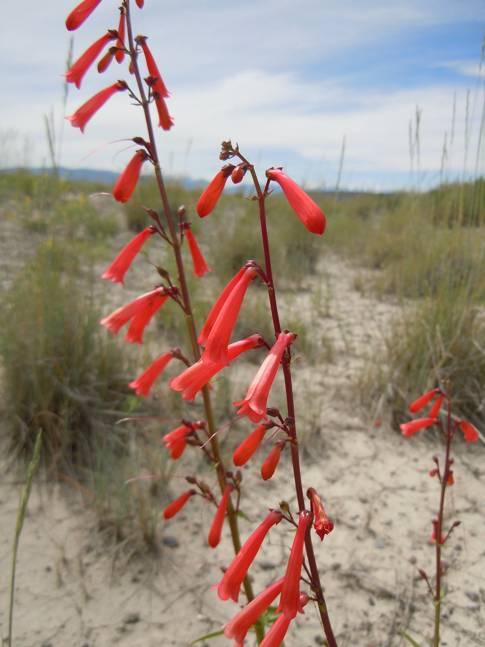 Penstemon Eatonii Eatons Penstemon Seed - Etsy