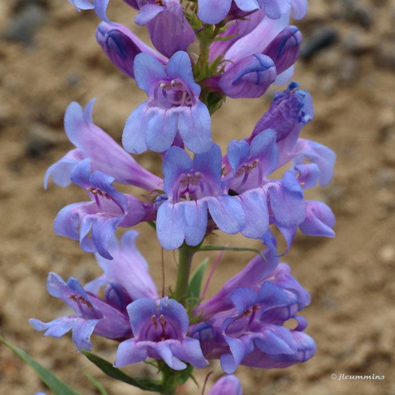 Penstemon Strictus Rocky Mountain Penstemon Seed 75 Cent - Etsy