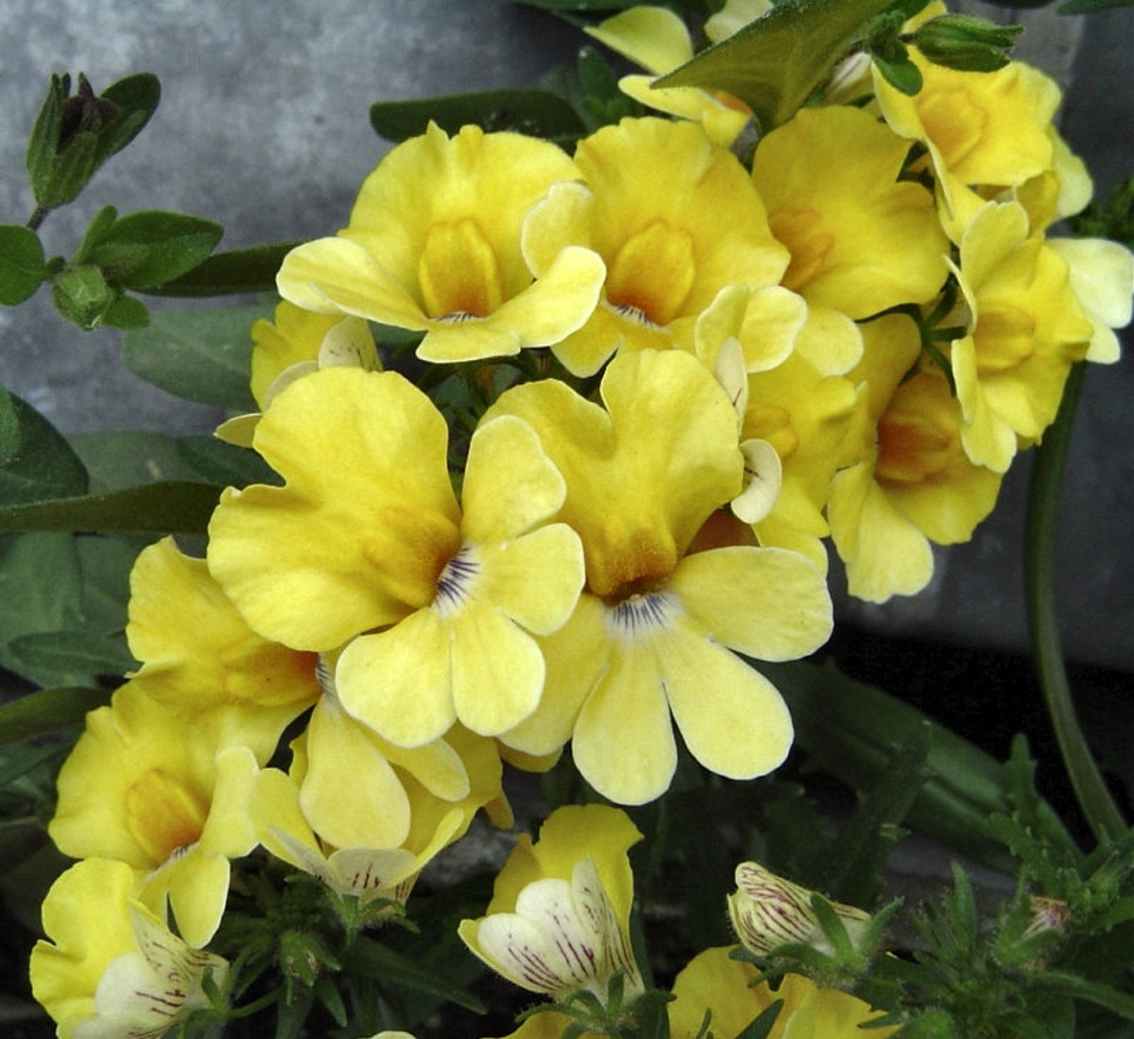 Nemesia Strumosa Grandiflora Sundrop Color Mix Seed 75 Cent | Etsy