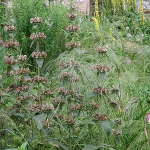 Phlomis Samia Seed - Etsy