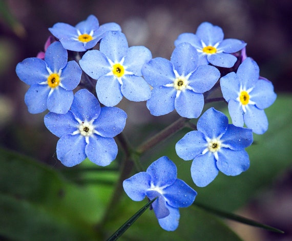 Blue Forget Me Not Flower