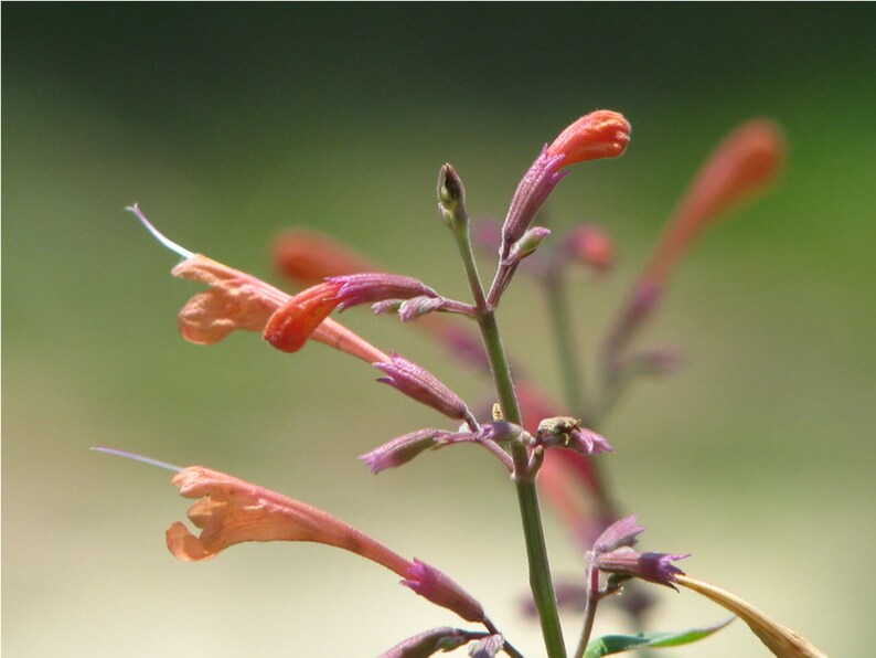 Agastache Aurantiaca Fragrant Carpet Color Mix Seed - Etsy