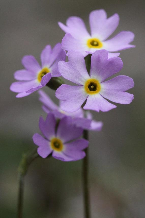 Primula Mistassinica Seed - Etsy