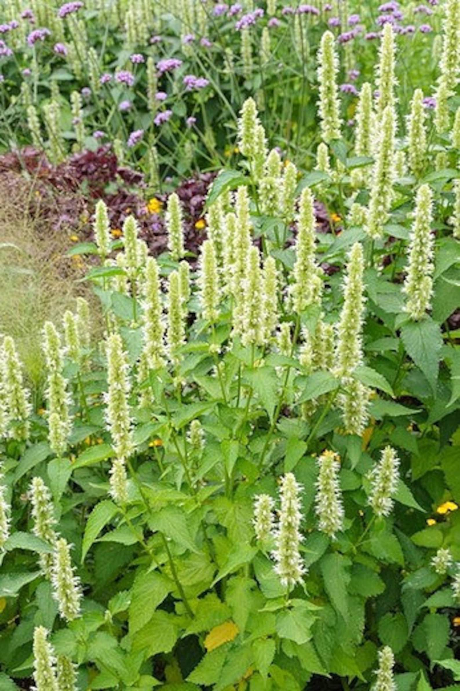Agastache Rugosa - Albiflora Seed - Etsy