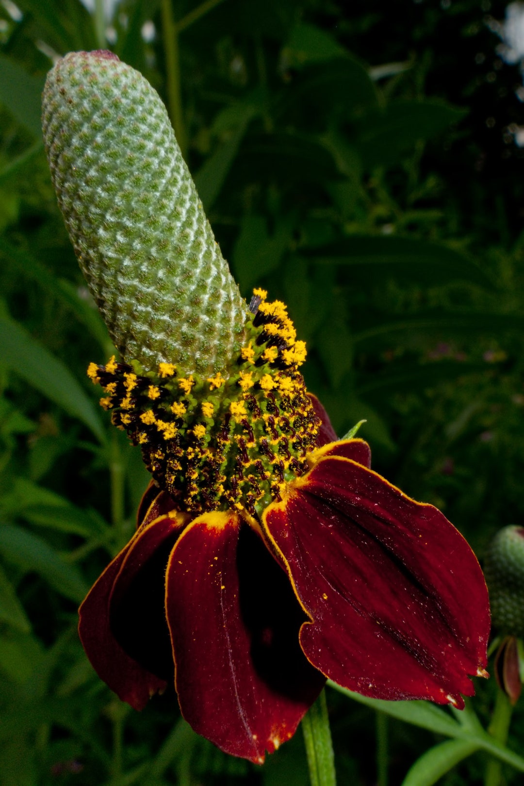 Ratibida Columnifera - Dwarf Red Coneflower Seed - Etsy