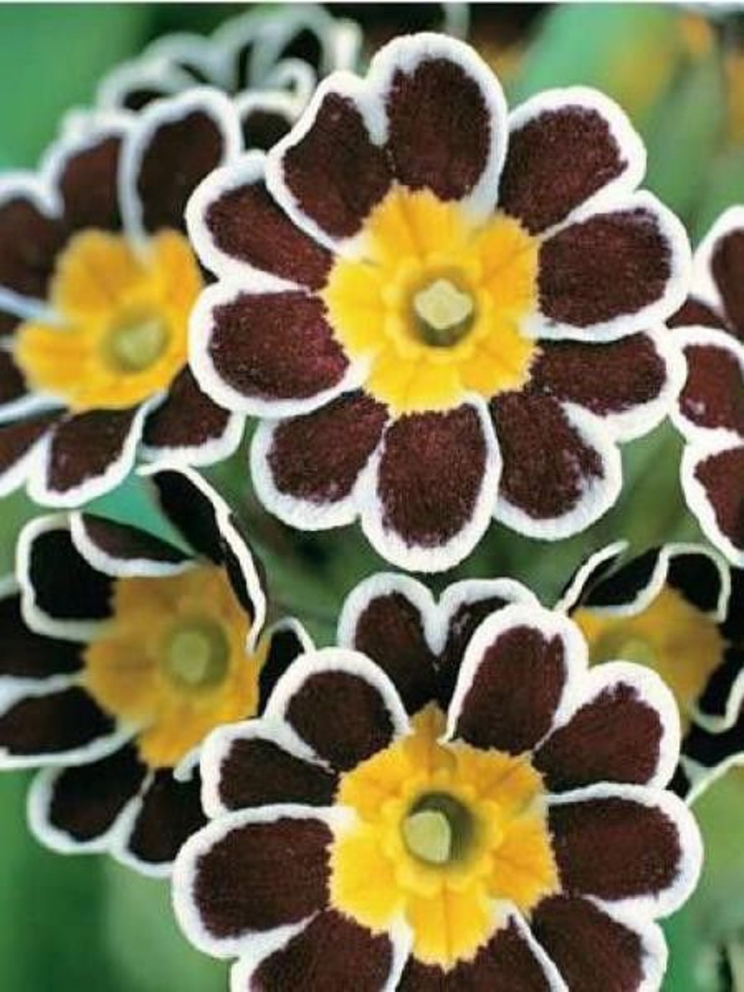 Primula Elatior - Victorian Laced Mix Seed - Etsy
