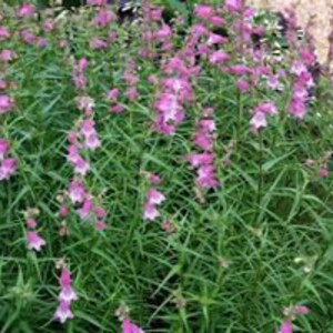 Penstemon - Sunburst Ruby Seed - Etsy
