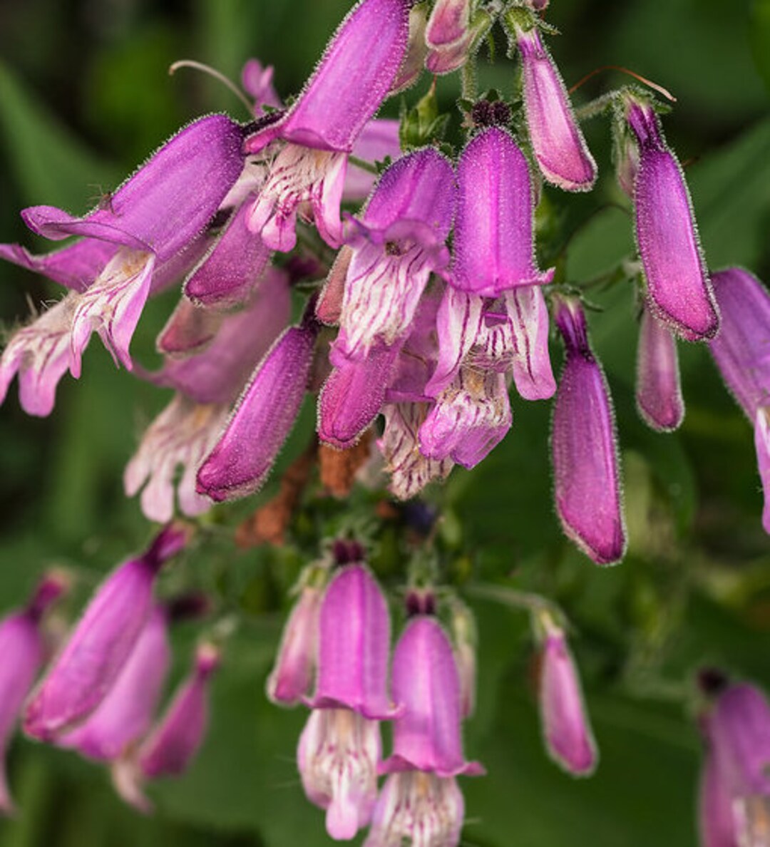 Penstemon Smallii Violet Dusk seed - Etsy Österreich