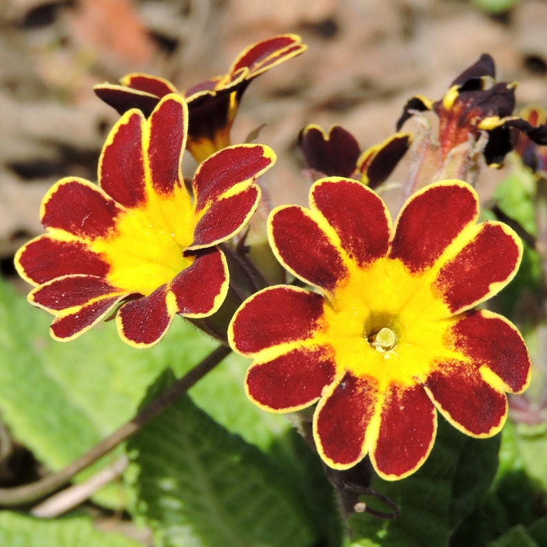 Primula Elatior Victorian Laced Mix Seed - Etsy