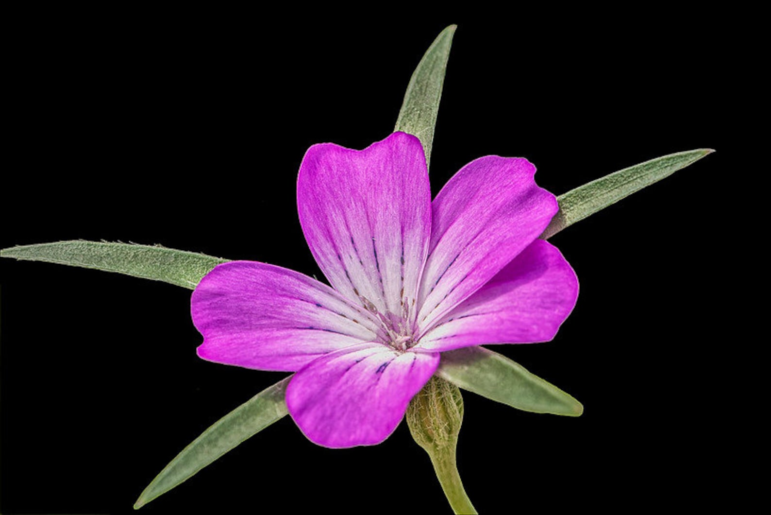 Agrostemma Githago Purple Queen Seed - Etsy