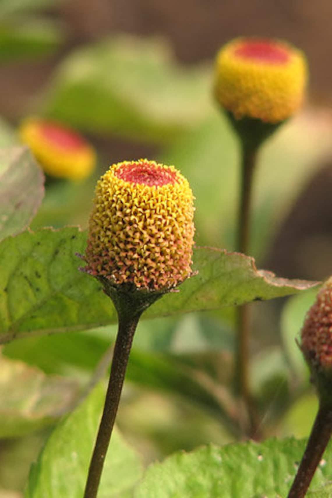 Spilanthes Acmella Toothache Plant Seed - Etsy