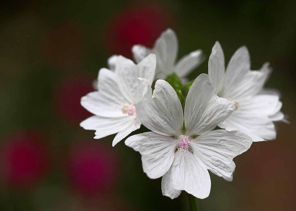 Malva Moschata Alba White Musk Mallow Seed - Etsy