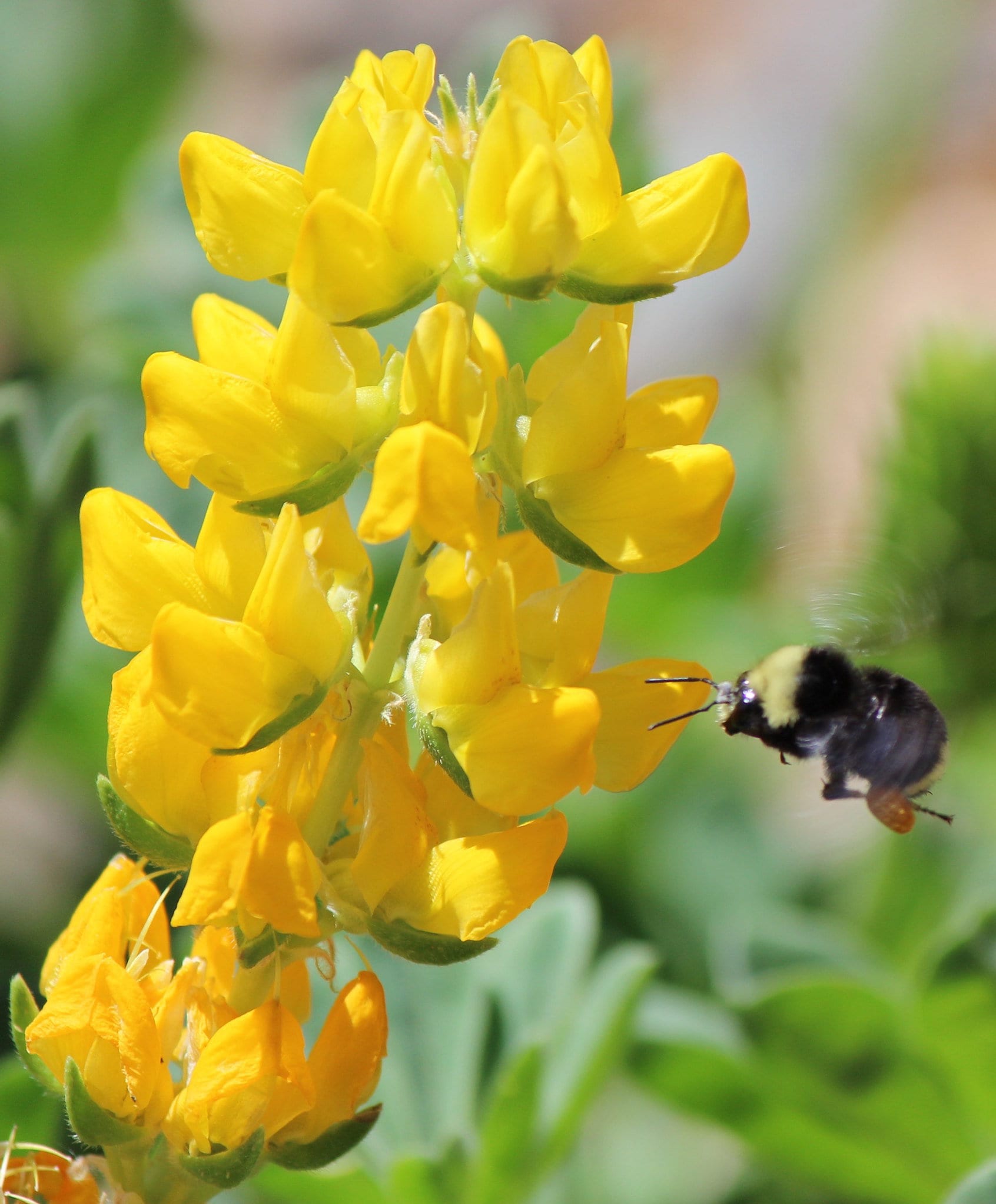 Yellow Lupine Flower
