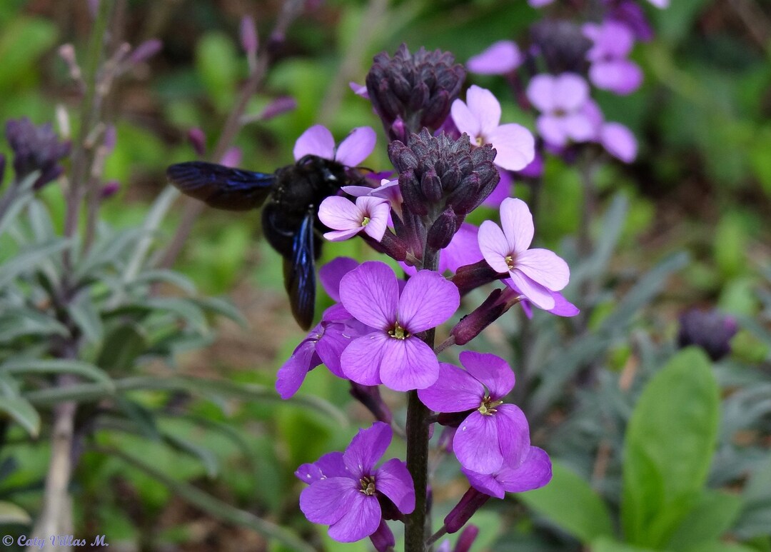 Matthiola Incana - Ten Week Blue Seed - Etsy