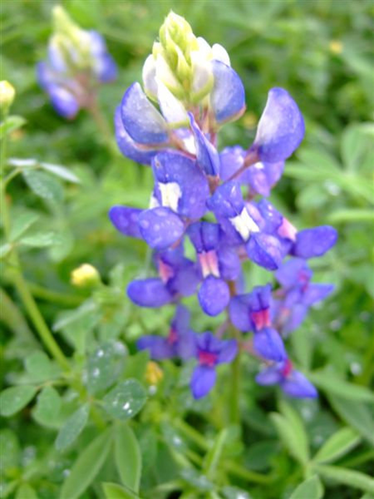 Lupinus Texensis Texas Bluebonnet Seed - Etsy