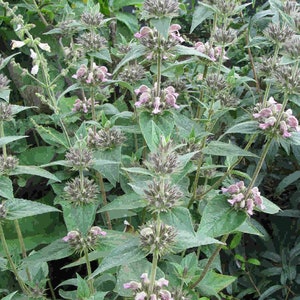 Phlomis Samia Seed - Etsy