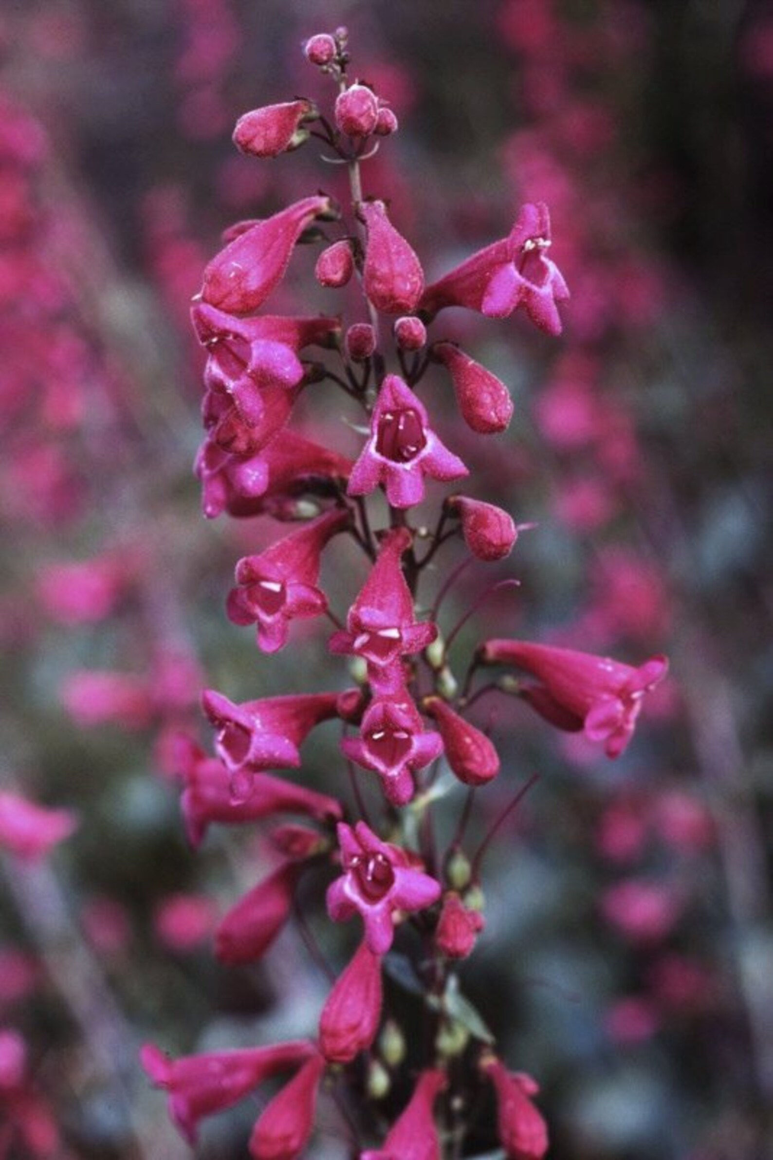 Penstemon Pseudospectabilis Desert Penstemon Seed - Etsy
