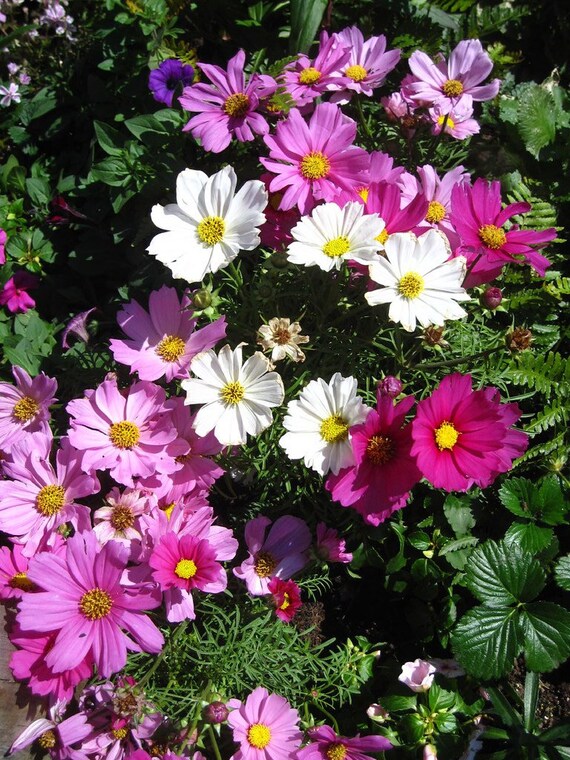 Seeds & Bulbs Home & Hobby Gardening & Plants Dwarf color mix seed 75 ...