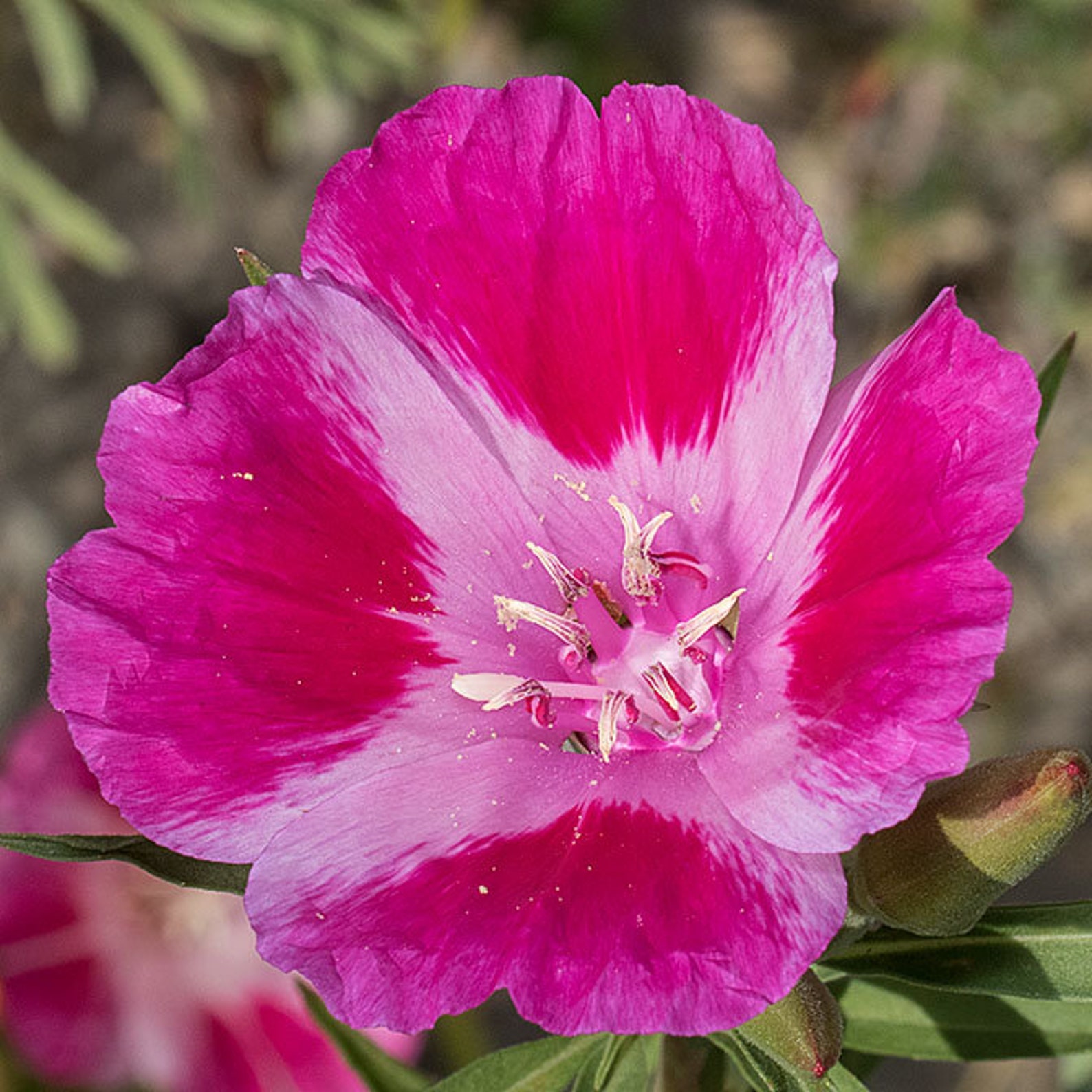 Clarkia Amoena Farewell to Spring Mix Seed Only 75 Cents | Etsy