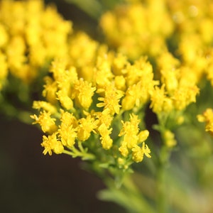 Solidago Ohioensis - Ohio Goldenrod Seed - Etsy