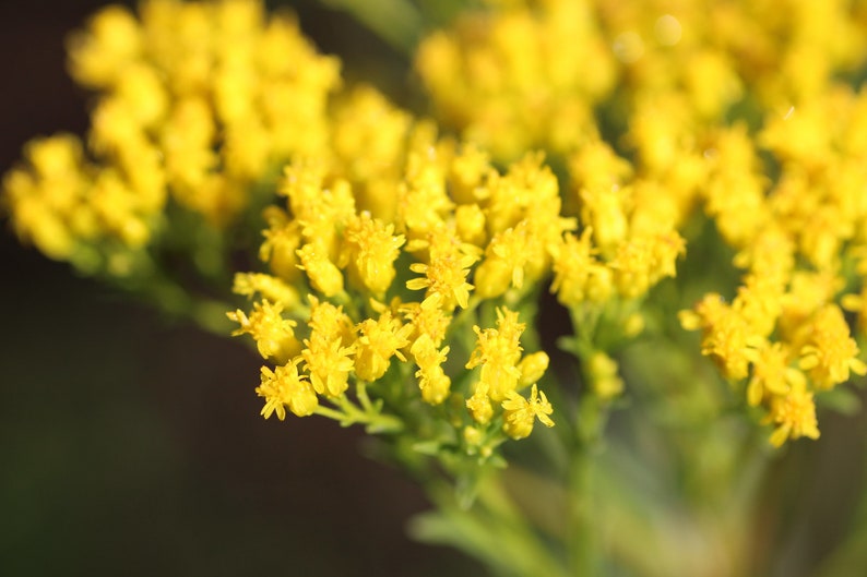 Solidago Ohioensis Ohio Goldenrod Seed - Etsy