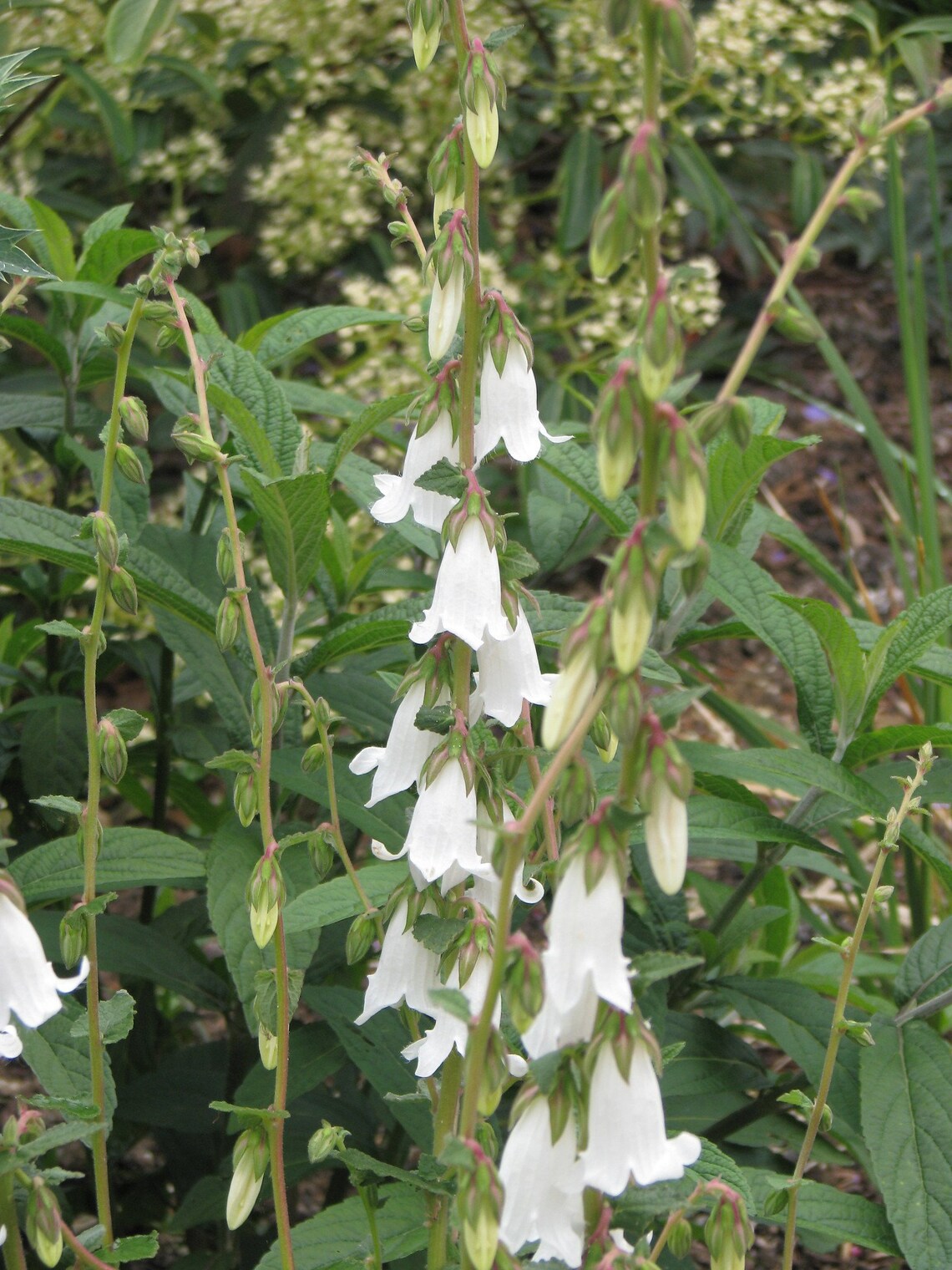 Campanula Alliarifolia Ivory Bells Seed - Etsy