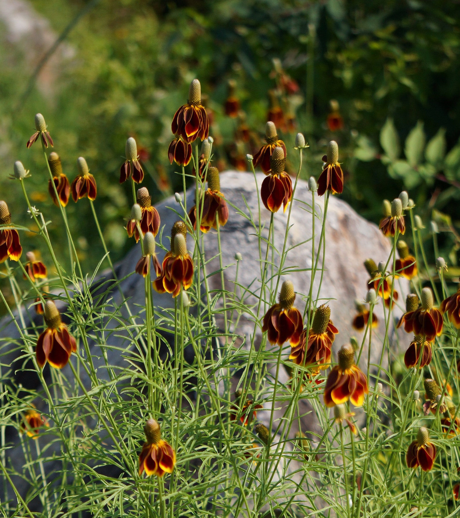 Ratibida Columnifera Dwarf Red Coneflower Seed - Etsy