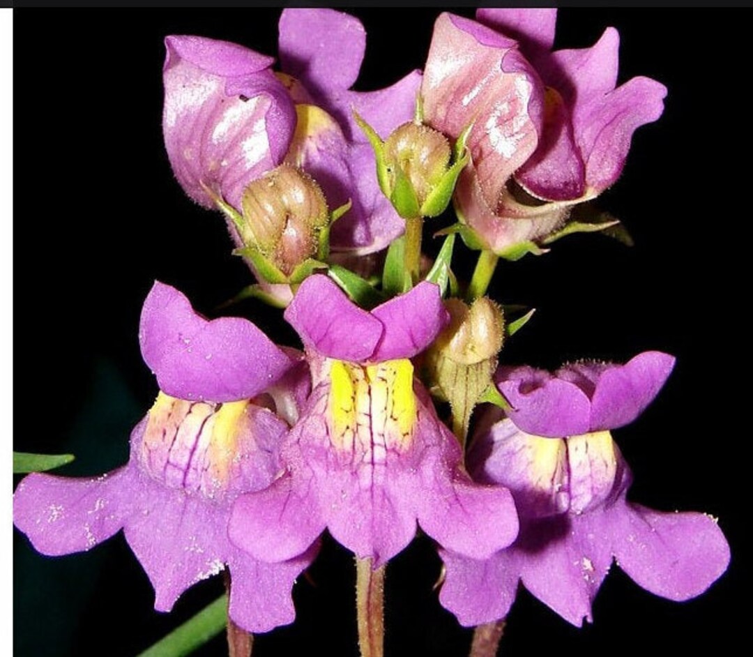 Linaria Triornithophora - Pink Budgies Seed - Etsy