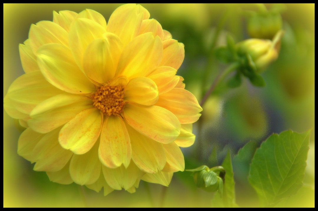 Dahlia Variabilis - Dwarf Double Opera Yellow Seed - Etsy
