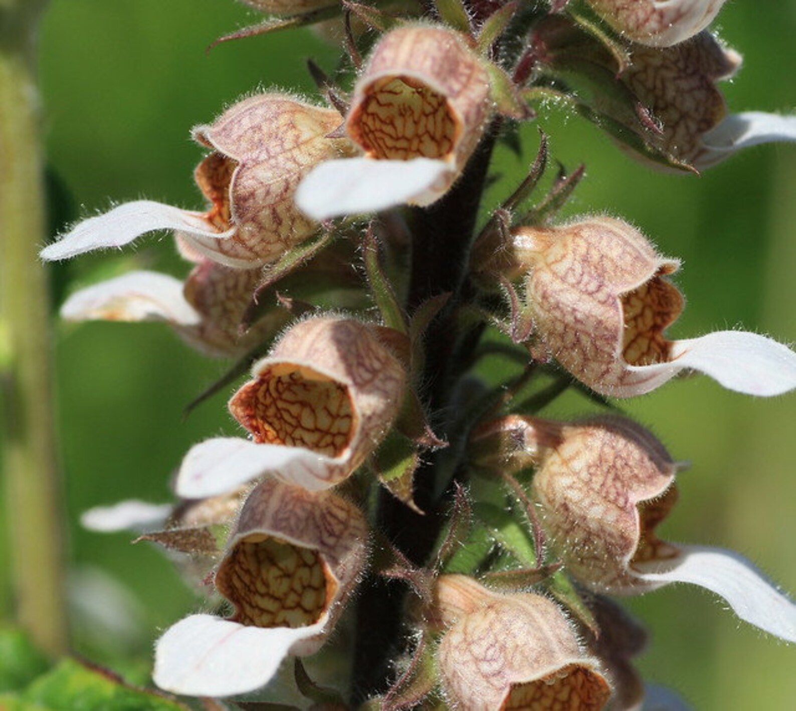 Digitalis Trojana Helen of Troy seed 75 cents | Etsy