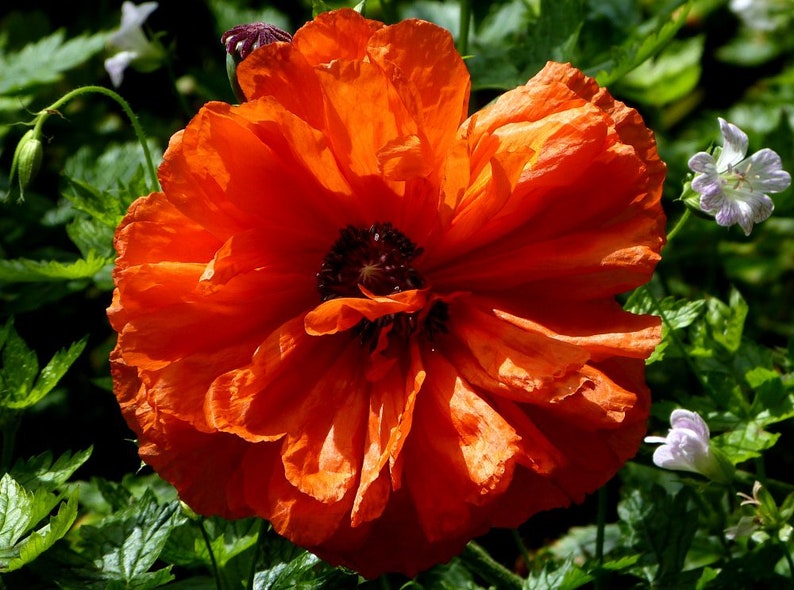 Poppy Papaver Oriental May Queen Seed - Etsy