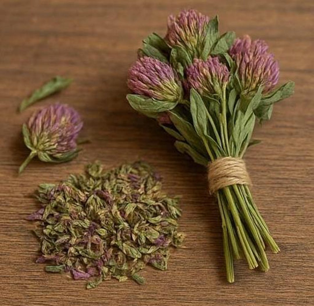 Red Clover - Dried Plant - Etsy