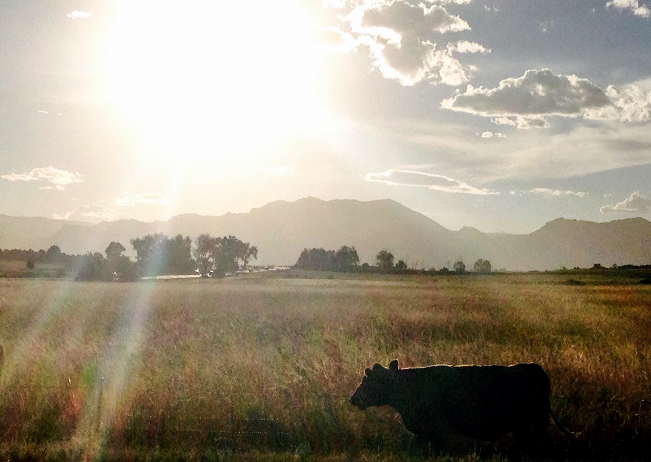 Colorado Cow Photo/ Cow in Field Photo/ Farmhouse Decor/ Farm ...