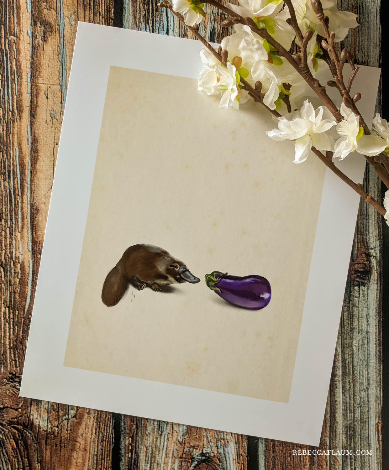 Platypus Fine Art Print 11x14 Art Print - Etsy