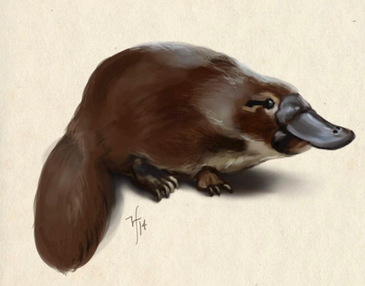 Platypus Fine Art Print 11x14 Art Print - Etsy