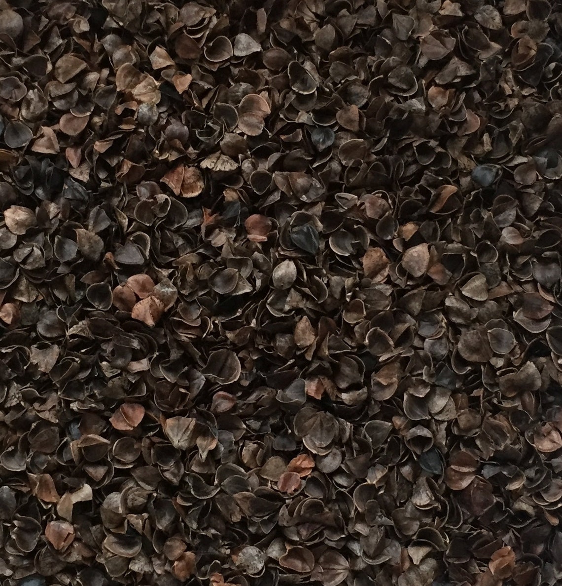 Eco Friendly Buckwheat Hulls Husks Filling 1lbs | Etsy
