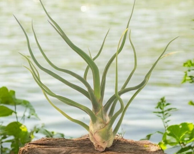 Large Bulbosa Air Plant , Tillandsia , Home Decor , Office Accessory ...