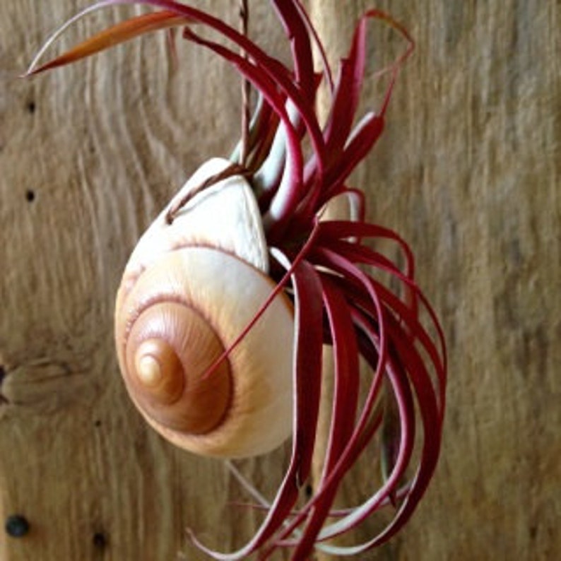 Hanging Shell With Red Air Plant Wall Hanger House Gift - Etsy