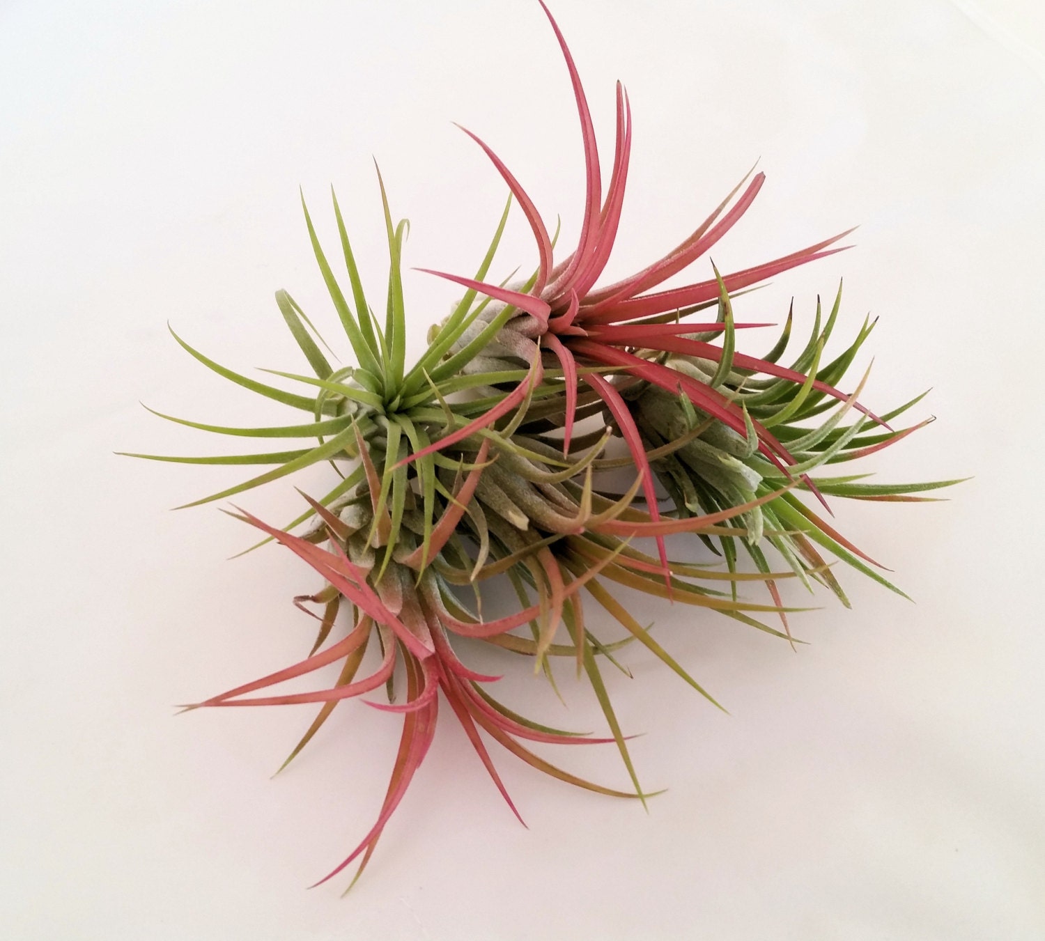 Ionantha Air Plant / Set of Five 5 Plants Tillandsia / | Etsy