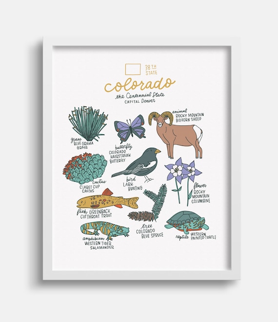 Colorado State Symbols Illustration Print | Etsy