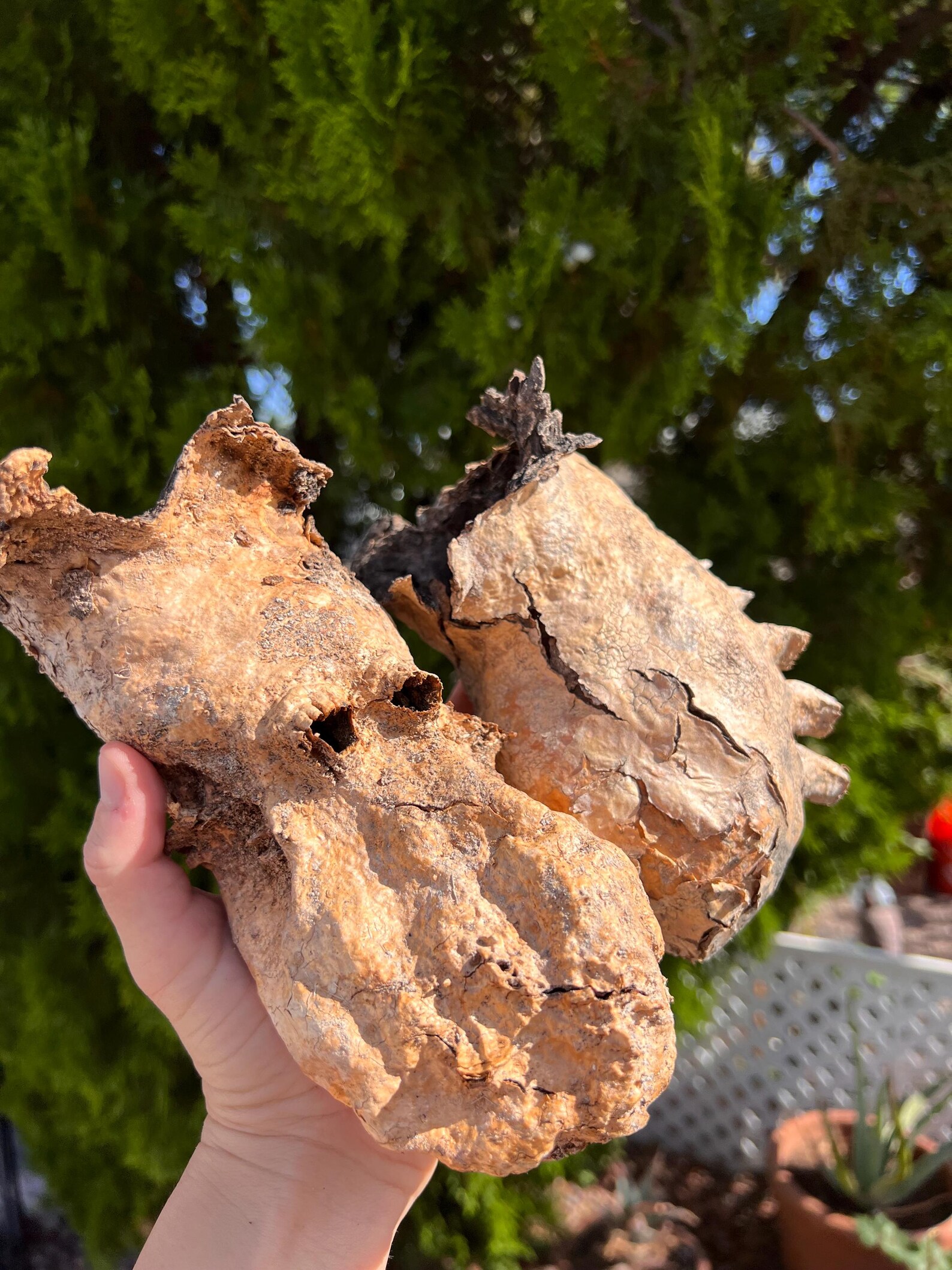 SET OF 2 Unique Saguaro Boots Rustic Home Decor Arizona Desert ...